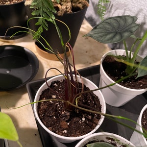 Alocasia Flying Squid Starter Plant (ALL STARTER PLANTS Require You to ...