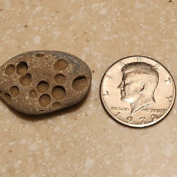 Rare Turquoise Cute, Beautiful Shell, Sea Treasure, Large Round Shell ...