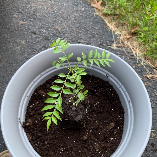 Curry Leaf Tree (sweet Neem) Live Plant - Etsy