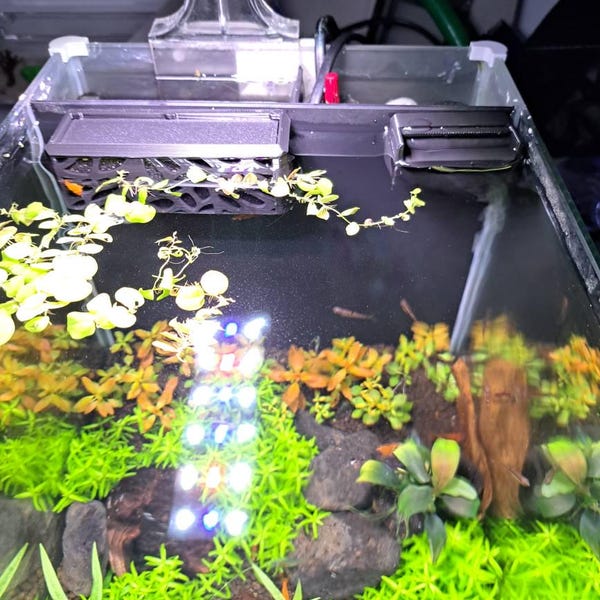 Finnex Stingray Original LED Light Riser, Attractive Stable Elevated ...