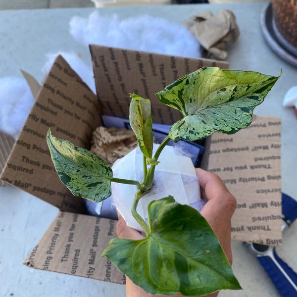 Epipremnum Aureum Teruno Robin - Rare Japanese Pothos - Terunoworld ...