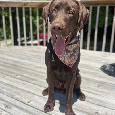 American Flag Dog Bandana, Memorial Day/july 4th, Tie & Snap Style ...