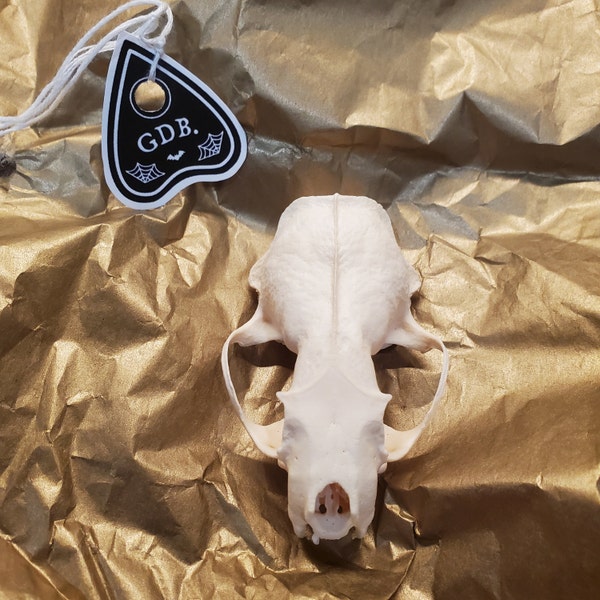 Vintage Gray's Anatomy Illustrations | Medical Book Pages | Medical ...