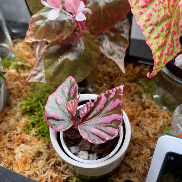 Begonia Mantuk, Terrarium Species From Papua New Guinea, 2 Inch Potted ...