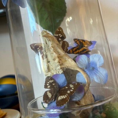 5-100PCS Real Butterfly Specimen Taxidermy Insect Butterflies Decor ...