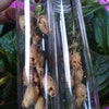 Zombie Fungus Mycellium Cicada Specimen Display Curiosity Oddity Large ...