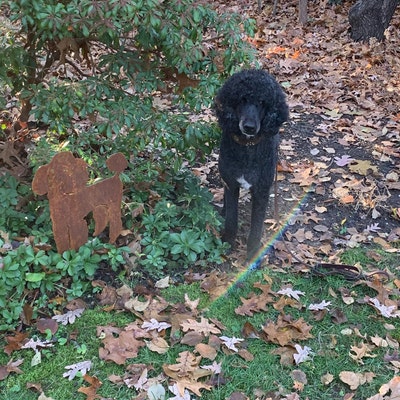 Poodle Garden Stake or Metal Wall Art, Pet Dog Memorial, Garden Mom ...