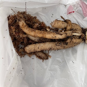 Variegated Tri Color Ginger Tropical Plan,t Red, Green, White, Garden ...