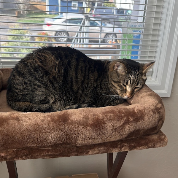 Rectangle Cat Window Perch Cover, Cat Window Hammock Mat, Replacement ...