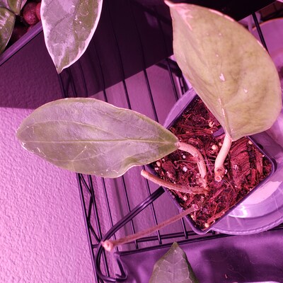 Hoya Kalimantan UT-158 in 4.5pots Rare Hoya Wax Plant Veined Attractive ...