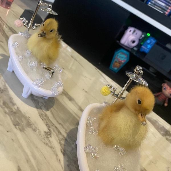 Real Little Yellow Duck Specimen Collectibles Study, Special Gifts Kids ...