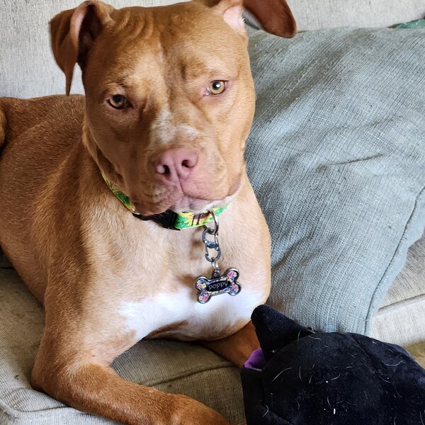 Fish Emperor Angelfish Magnet Wooden - Etsy