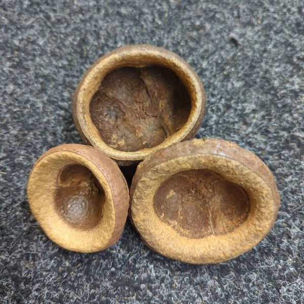 Samrong Pod split Nut Pod Seed Pod Isopod Dart Frog Bioactive Vivarium ...