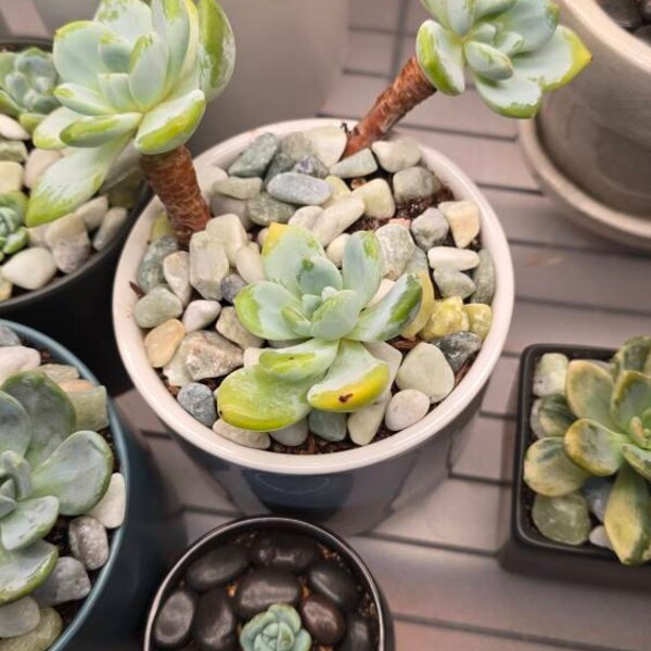 Haworthia Picta Metallic Red - Etsy
