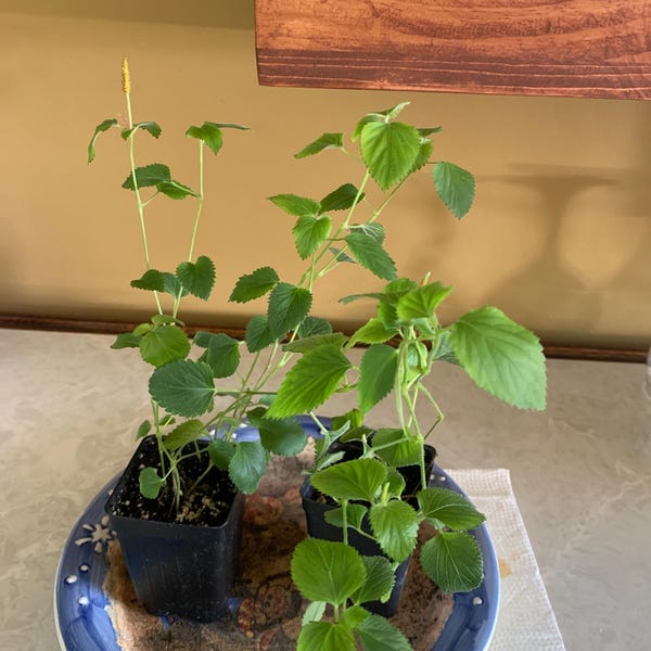 Strawberry Red Firetail Chenile Tropical Vine Starter Plant House Plant ...