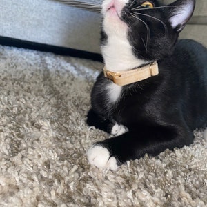 Custom Cat Collar Bell Bow in Blue Corduroypersonalized - Etsy