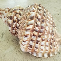 100PCS Natural Conch Shell Aquarium Decoration Mini Sea Beach Shell ...