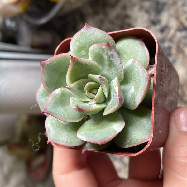 2” Echeveria ‘pink Tips’ - Etsy