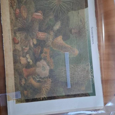 PS Palestine / Orig. 1896 Antique Map of Palestine - Etsy