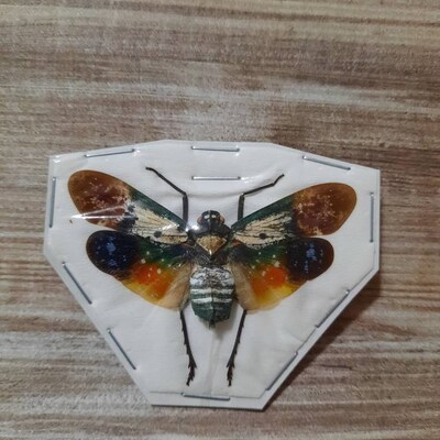 OVERSTOCK: Spread Penthicodes Farinosa Borneo Real Lanternflies - Etsy