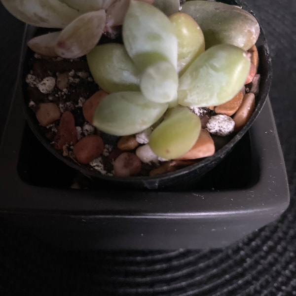 Edible Sagittaria Trifolia Giant Cantonese Sand Arrowhead Tuber for ...