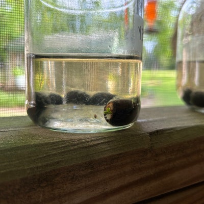 Billy Button Seeds, Craspedia, Billy Balls, Craspedia Globosa CD0150 - Etsy