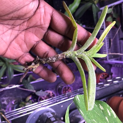 Bc. Yellow Bird B. Nodosa X Bc. Richard Mueller EASY GROWER BLOOMING ...