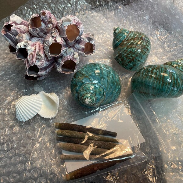 Small Hermit Crab Shell Bundle - Etsy