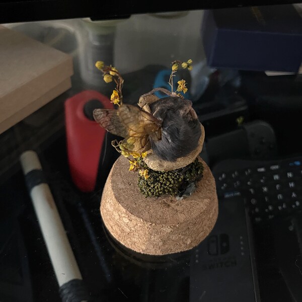 Real Dried Cicada-wings Open- Brood XIII(13) 17 Year Magicicada Genus ...