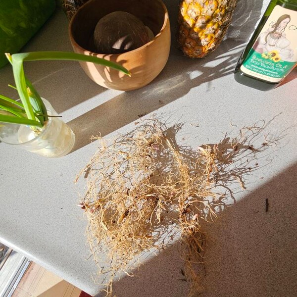 WHITE LILY of the VALLEY-10 Bare Roots, Plants/pips - Etsy