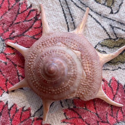 Haitian Rose Cockle Shells, Strawberry Cockle Shells, Craft Shells ...