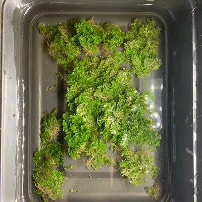 Bucephalandra Godzilla Submersed Grown Live Aquarium Plant - Etsy