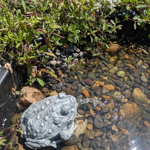 Concrete Spitting Frog Fountain 4.5"x3.25"x3", Water Feature, Spitter ...