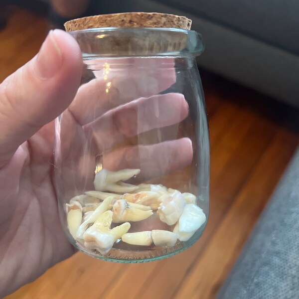 One Real Human Tooth Pendant Necklace - Etsy