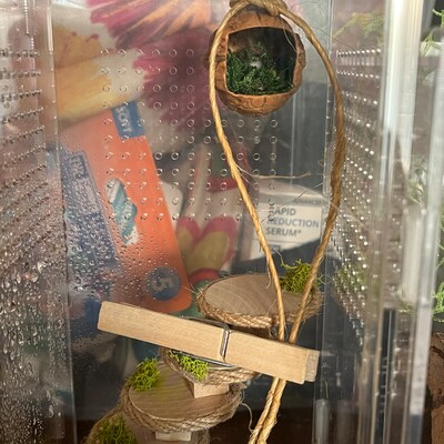 Jumping Spider Food Dish Jumping Spider Enclosure - Etsy