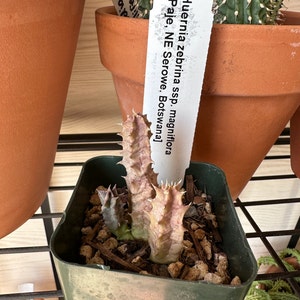 Stapelia Rufa - Etsy