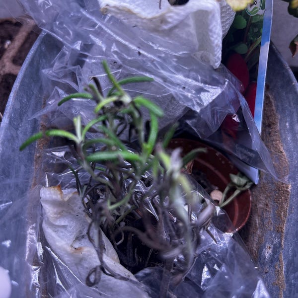 True Love Lenten Rose Rare Flowering Perennial Live Plant Lenten Rose ...