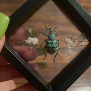 XL Floating Metallic Stag Beetle Taxidermy Cyclommatus - Etsy