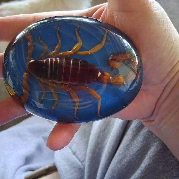 Real SCORPION ALACRAN EPOXY Handmade Oval Western Belt Buckle Evilla - Etsy
