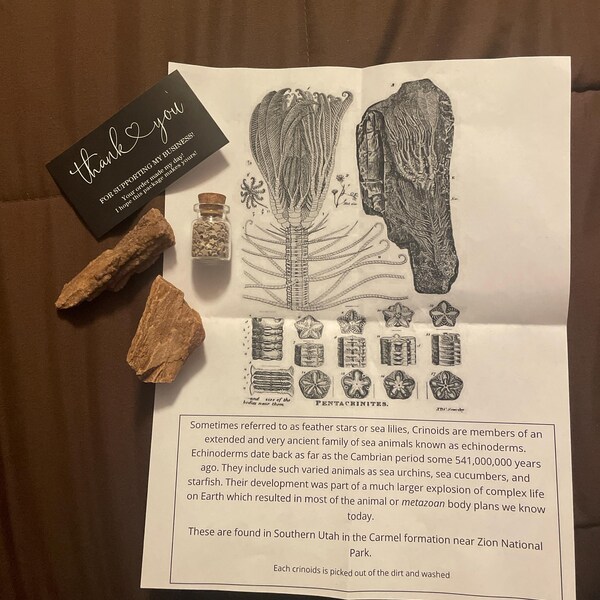 Star Crinoids From Southern Utah. - Etsy