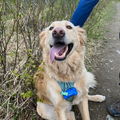 Squiggle Arch Rainbow Iridescent Acrylic Earrings - Etsy