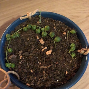 X3 / X2 Trailing Variegated Nepeta Plug Plants for Hanging - Etsy UK