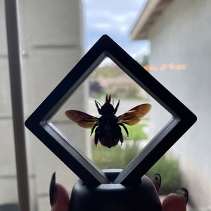 Framed Black Mimathyma Chevana Butterfly Home Decor China - Etsy