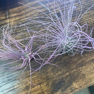 Pearl Turbo Setosus Shell 1 3/4 2 1/4 Opening 1 - Etsy