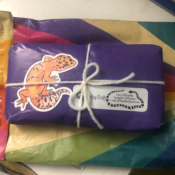 Small Quirky Gecko Dishes - Etsy