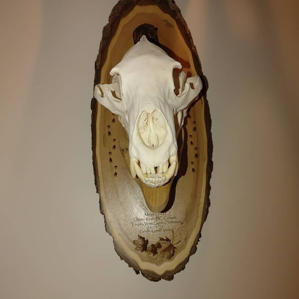 Hunting ~ Bear Mount Plaque ~ Bear Hunting ~ Bear Skull Mount ~ Gift ...