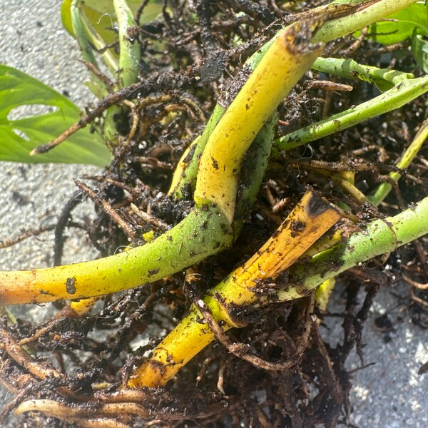 Monstera Adansonii - Narrow Form - Swiss Cheese Plant - Available in ...