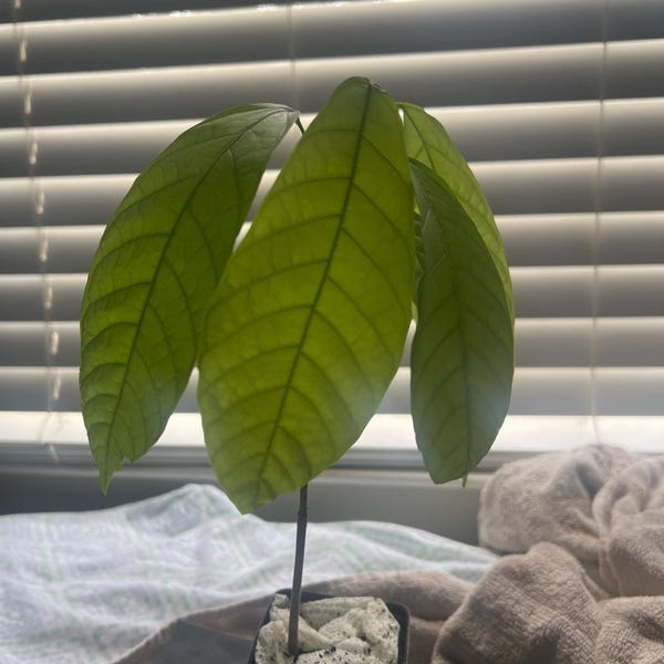 Maprang Bouea Macrophylla Marian Plum Gandaria Potted Fruit Tree Plant ...