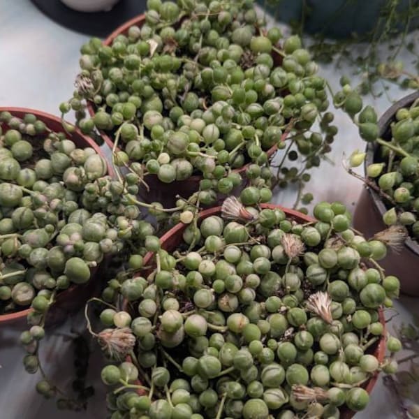 Senecio 'angel Tears' Variegata Succulent Plant - Etsy