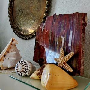 Large Specimen Grade 63.1mm CONUS Regius Royal, Crown Cone SEASHELL JB ...